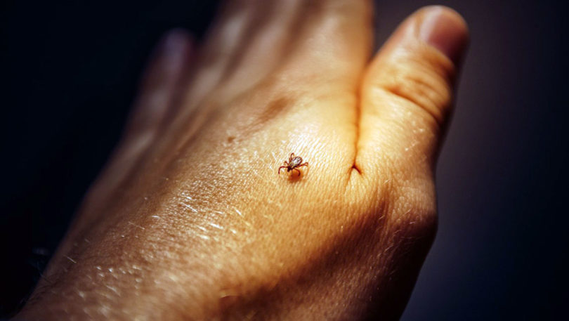 What are the Signs and Symptoms of Lyme Disease?
